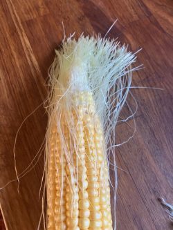 Corn Silks: - Botanica Medica Hampshire Clinic